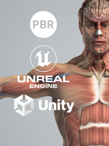 GAME READY Anatomy 3D Models – Plasticboy Anatomy