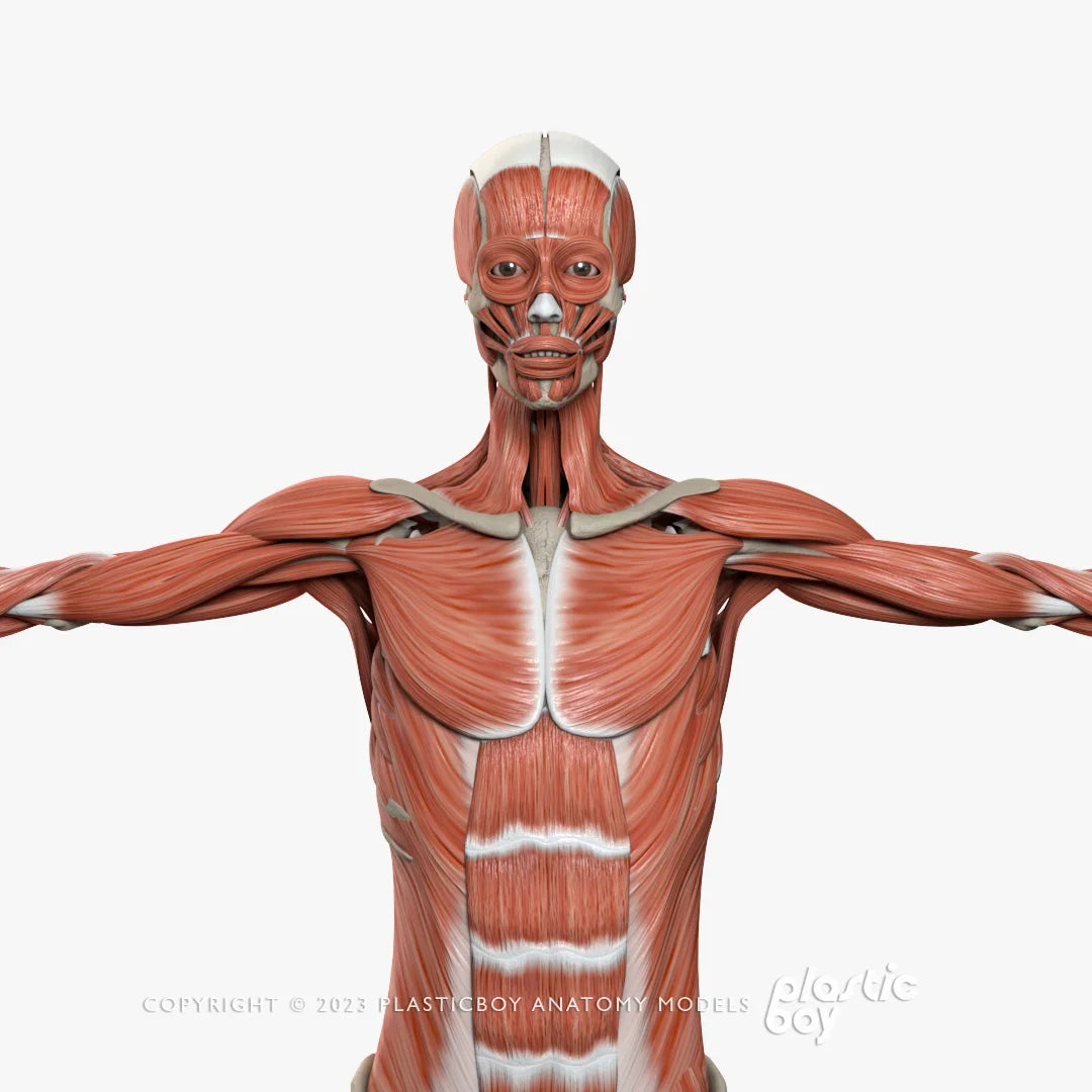 Female Muscular & Skeletal System 3D Model – Plasticboy Anatomy