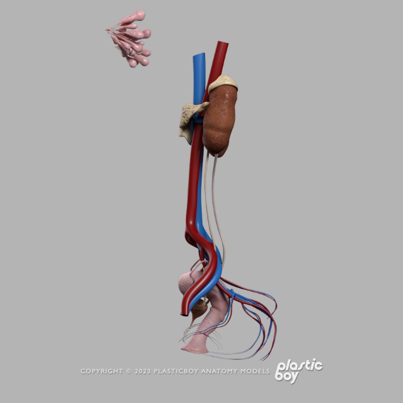 Female Urinary, Reproductive and Endocrine Systems 3D Model – Plasticboy Anatomy
