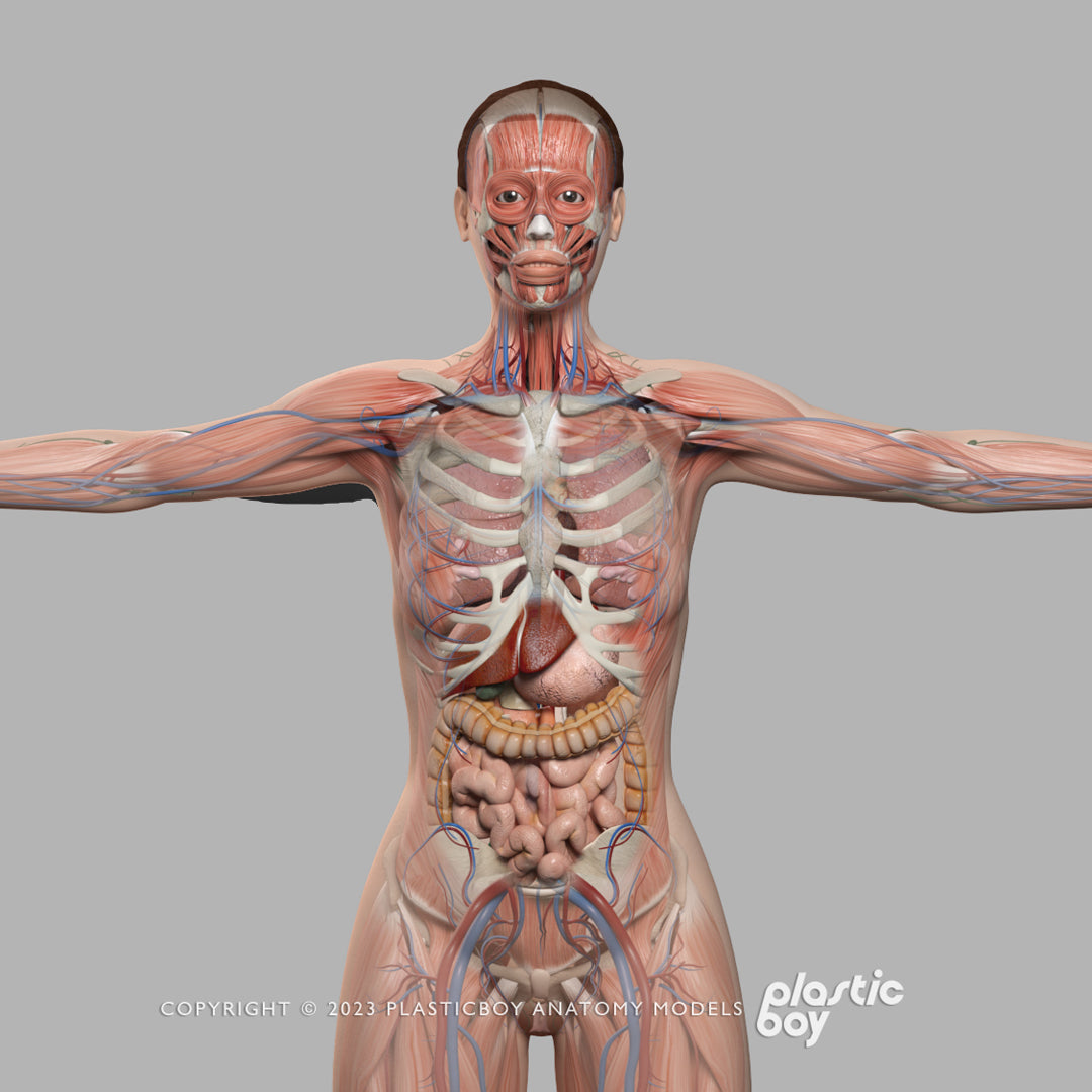 STANDARD Complete Female Anatomy PACK V9 – Plasticboy Anatomy