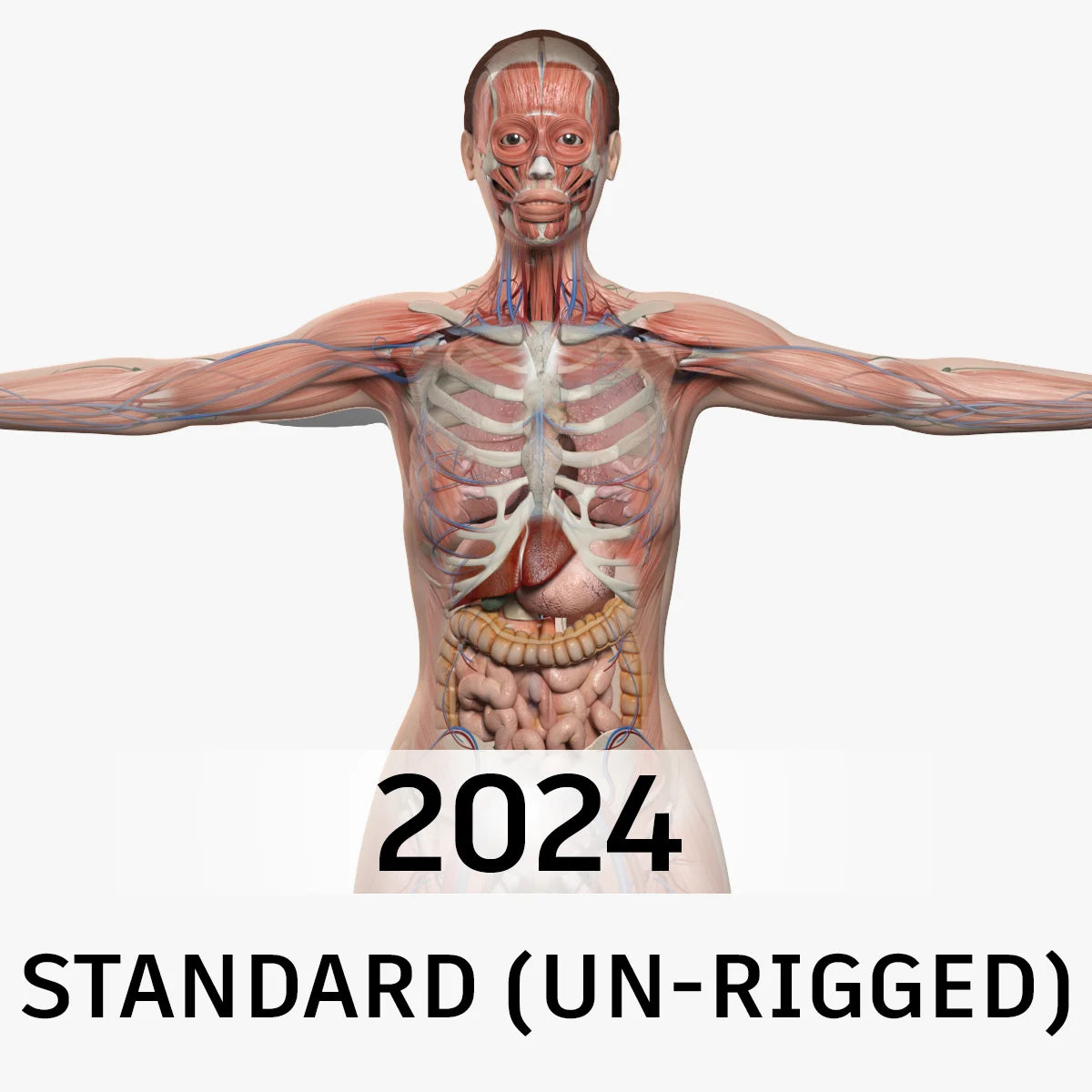 STANDARD Complete Female Anatomy PACK V9 – Plasticboy Anatomy