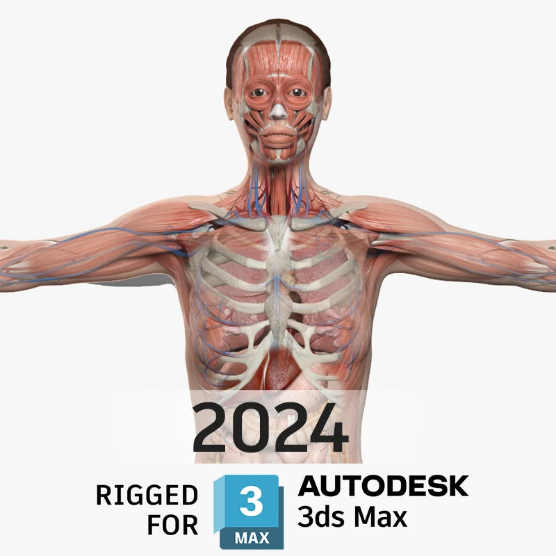 3DS MAX RIGGED Complete Female Anatomy PACK V9 – Plasticboy Anatomy