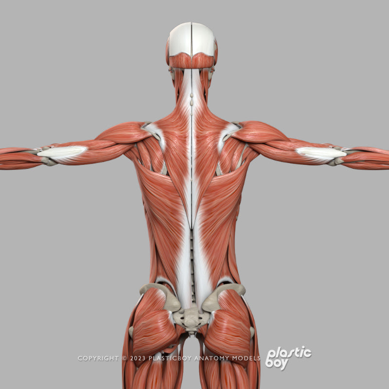 Female Muscular & Skeletal System 3D Model – Plasticboy Anatomy