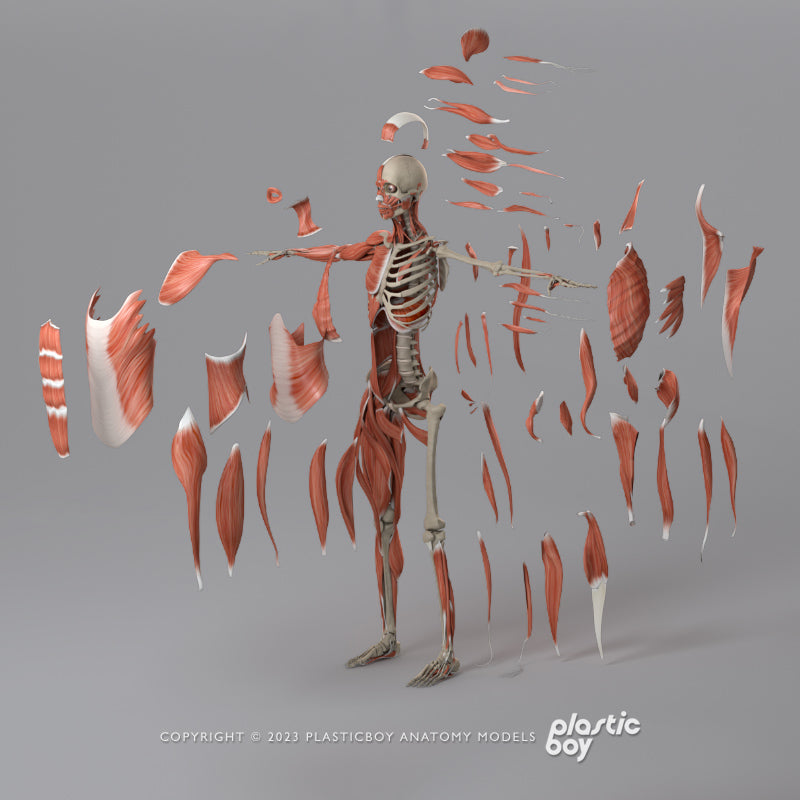 3DS MAX RIGGED Complete Female Anatomy PACK V9 – Plasticboy Anatomy