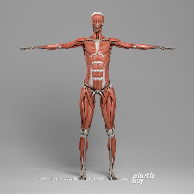 Female Muscular & Skeletal System 3D Model – Plasticboy Anatomy