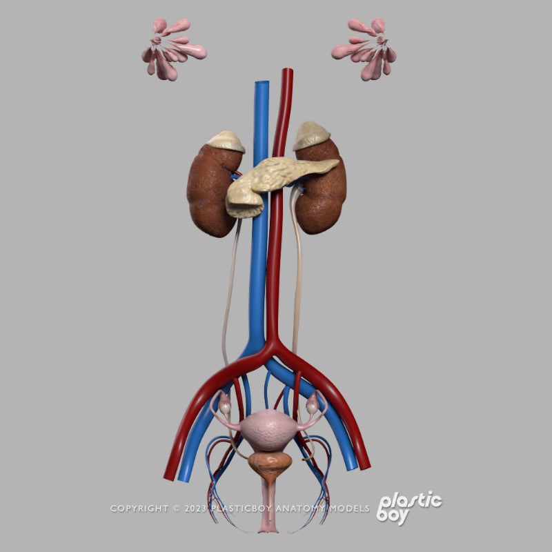 Female Urinary, Reproductive and Endocrine Systems 3D Model ...