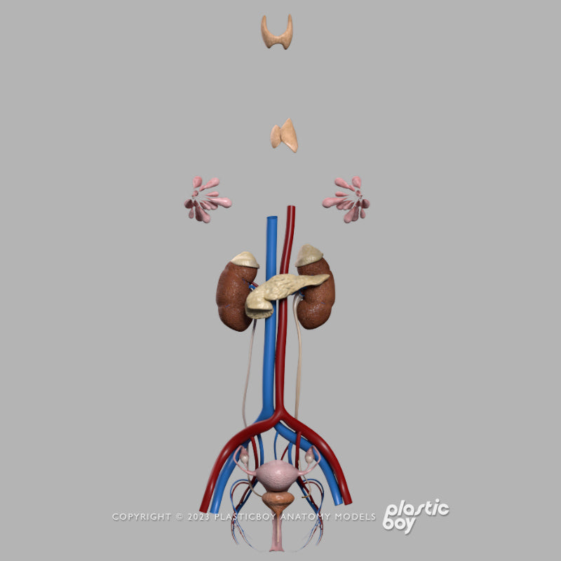 Female Urinary, Reproductive and Endocrine Systems 3D Model ...