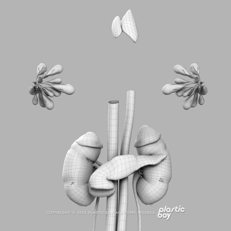 Female Urinary, Reproductive and Endocrine Systems 3D Model ...