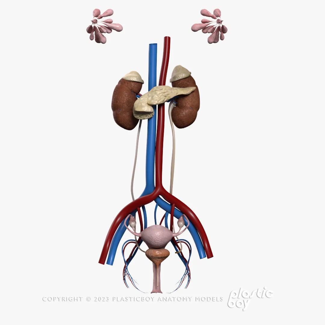 Female Urinary, Reproductive and Endocrine Systems 3D Model ...