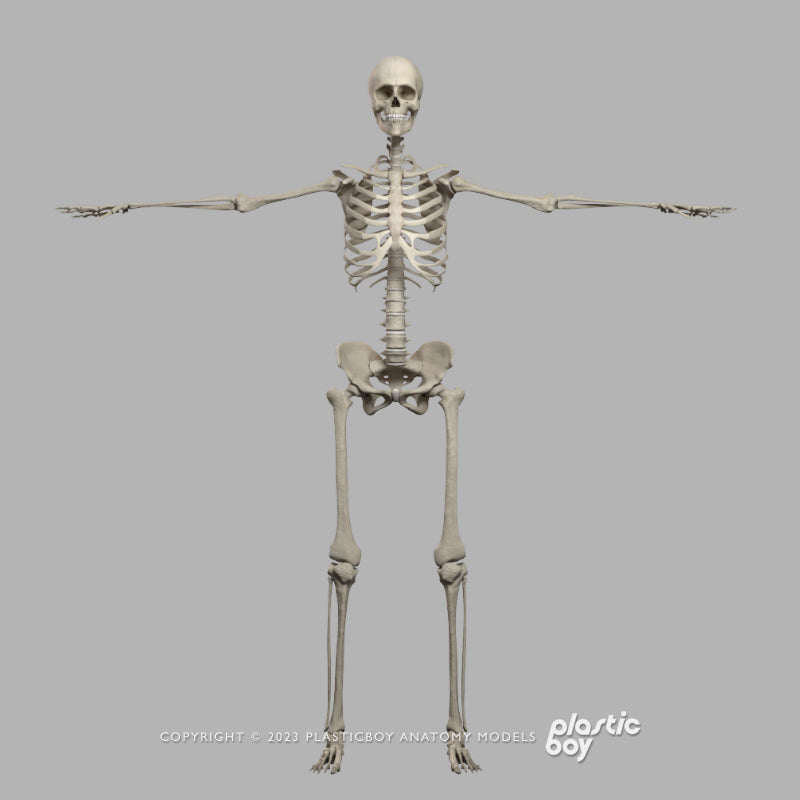 Female Skeletal System 3D Model – Plasticboy Anatomy