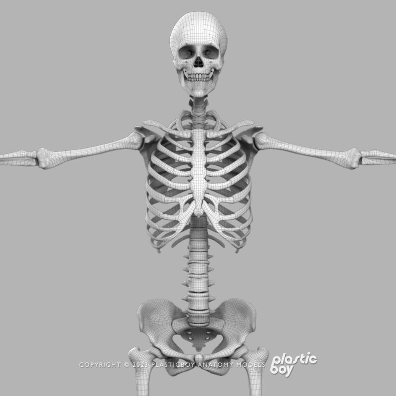 Female Skeletal System 3D Model – Plasticboy Anatomy