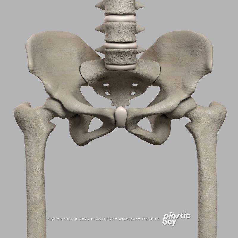 Female Skeletal System 3D Model – Plasticboy Anatomy