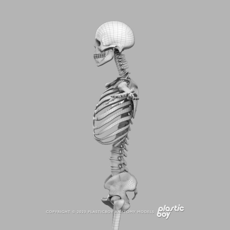 Female Skeletal System 3D Model – Plasticboy Anatomy