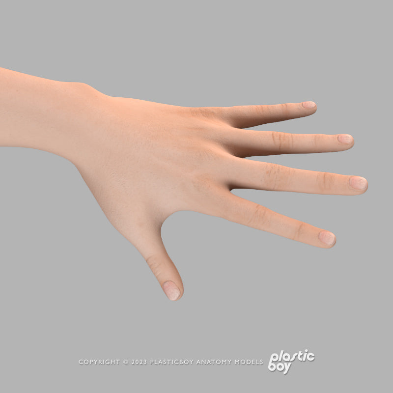 Female Integumentary (Skin) System 3D Model – Plasticboy Anatomy