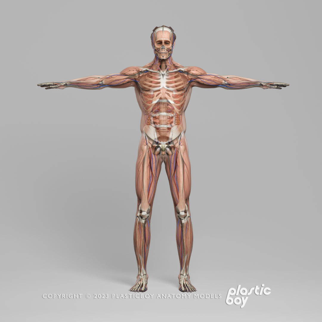 MAYA RIGGED Complete Male Anatomy PACK V9 – Plasticboy Anatomy