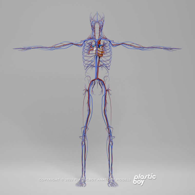 Male Circulatory System 3D Model – Plasticboy Anatomy