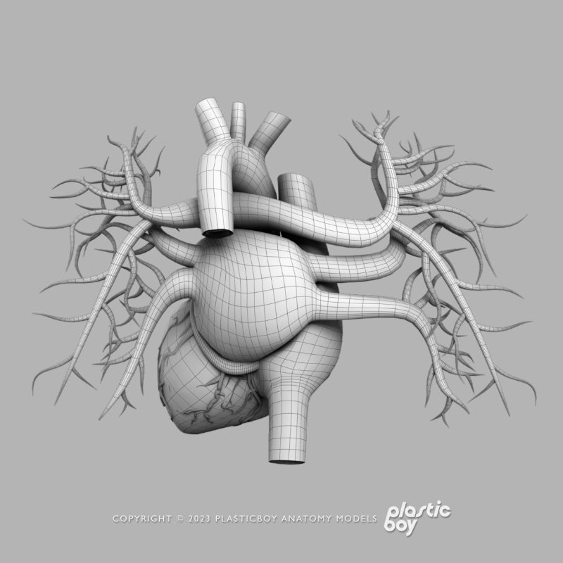 Male Circulatory System 3D Model – Plasticboy Anatomy