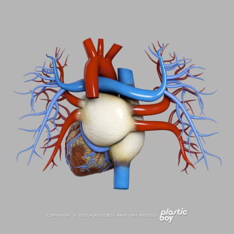 Male Circulatory System 3D Model – Plasticboy Anatomy