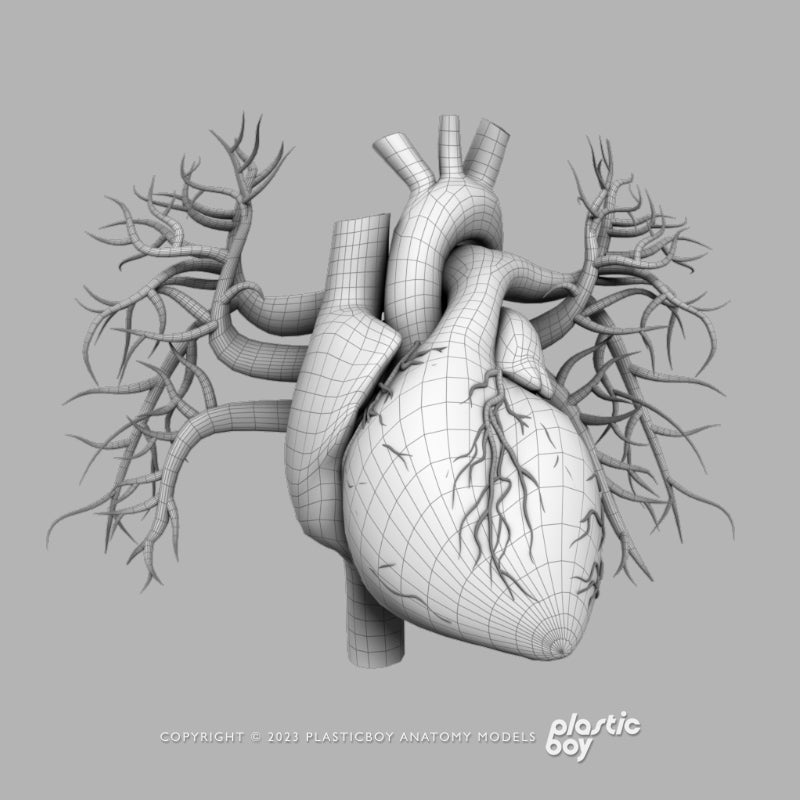 Male Circulatory System 3D Model – Plasticboy Anatomy