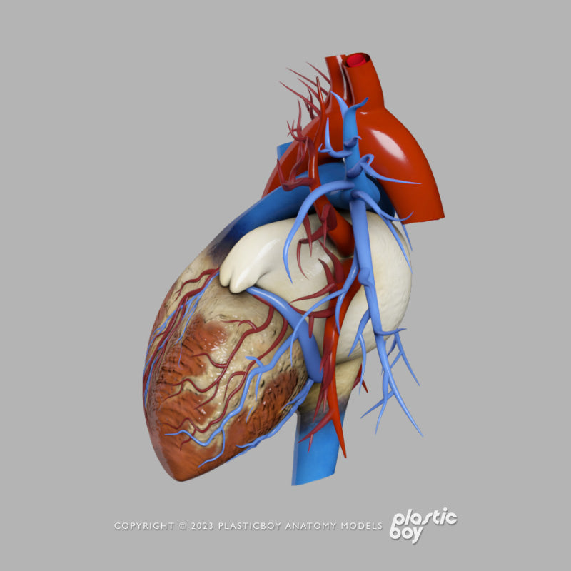 Male Circulatory System 3D Model – Plasticboy Anatomy