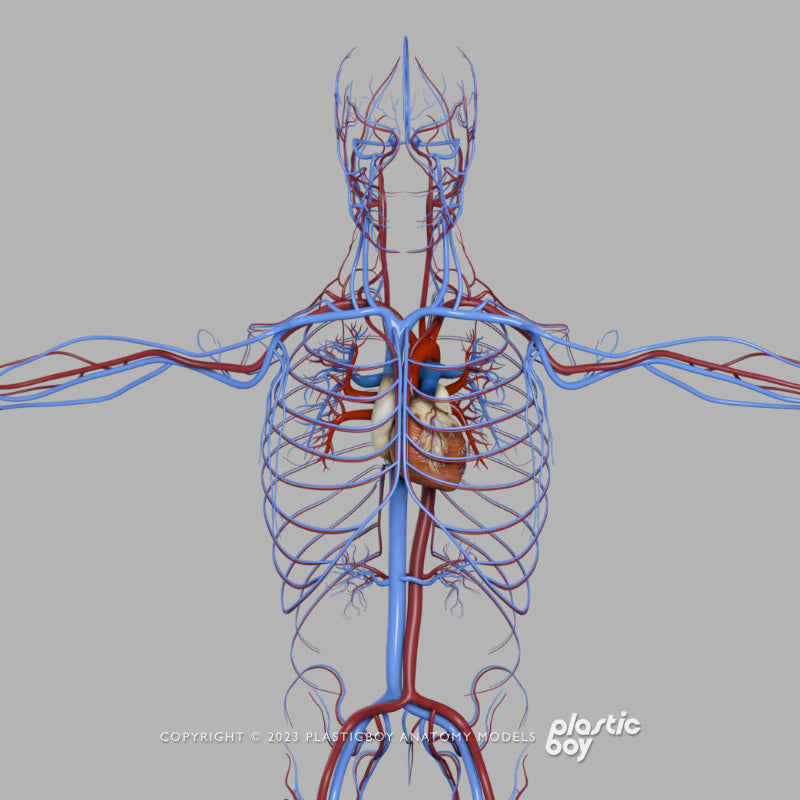 Male Circulatory System 3D Model – Plasticboy Anatomy