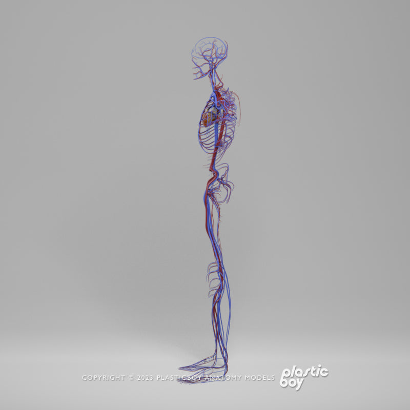 Male Circulatory System 3D Model – Plasticboy Anatomy