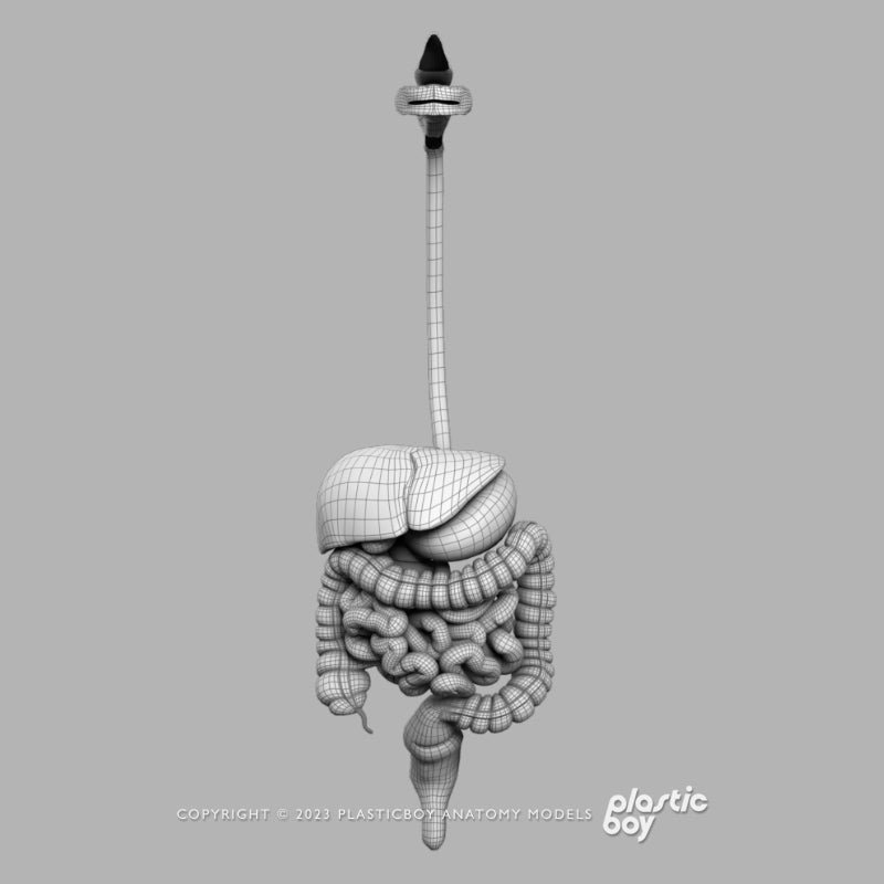 Male Digestive System 3D Model – Plasticboy Anatomy