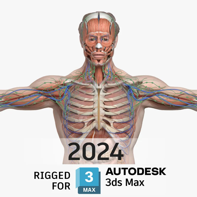3DS MAX RIGGED Complete Male Anatomy PACK V9 – Plasticboy Anatomy
