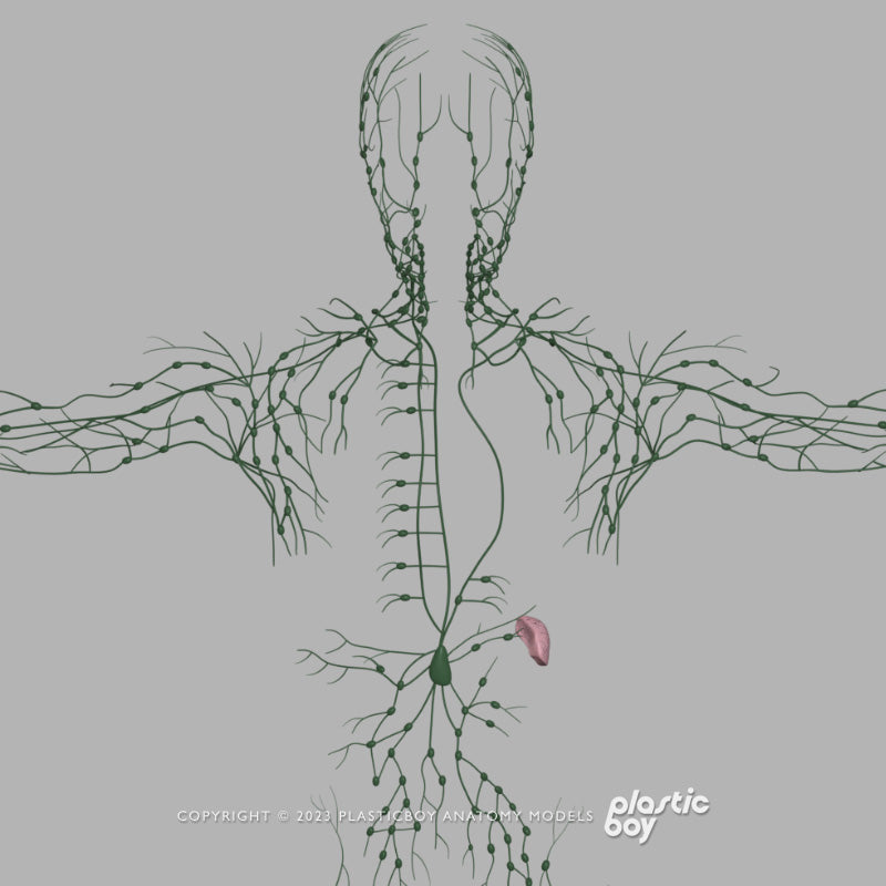 Male Lymphatic System 3D Model – Plasticboy Anatomy