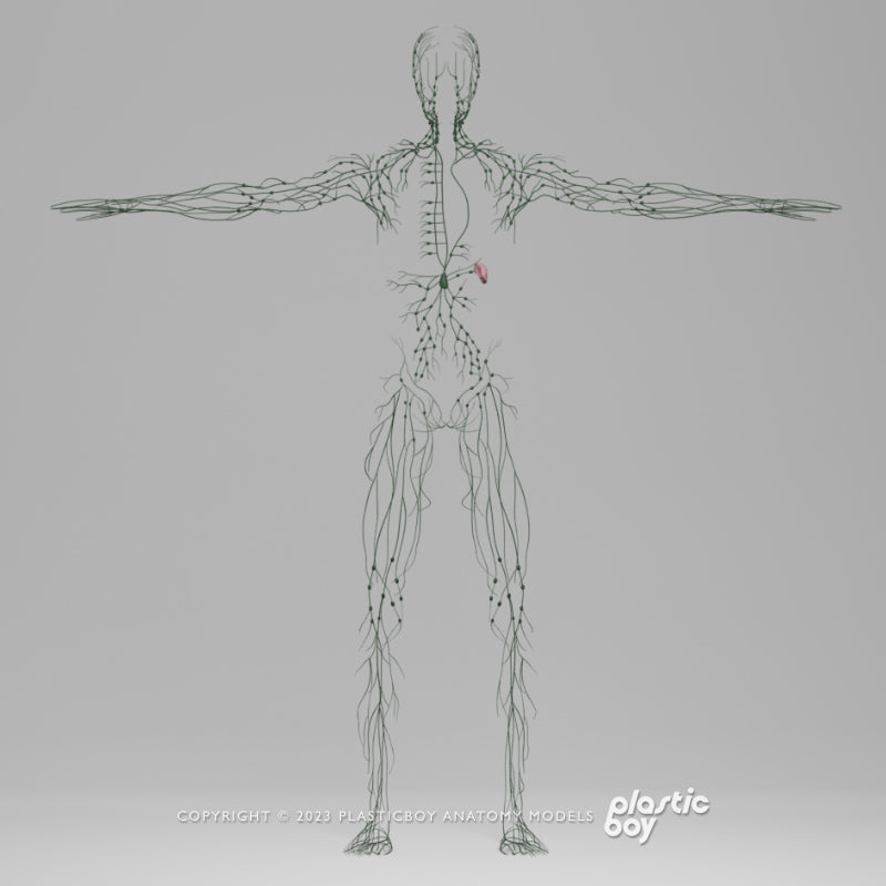 Male Lymphatic System 3D Model – Plasticboy Anatomy