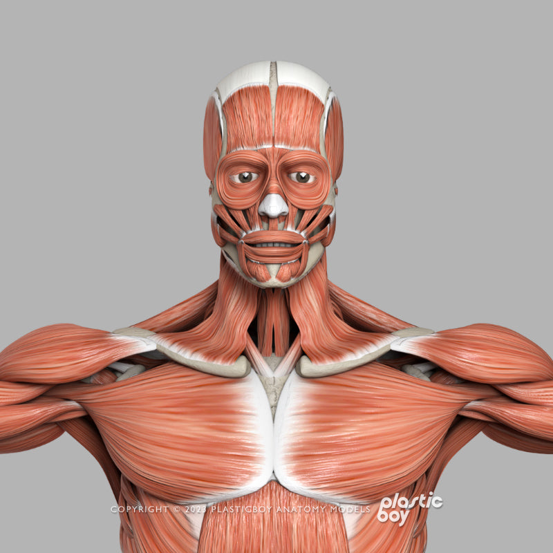 Male Muscular & Skeletal System 3D Model – Plasticboy Anatomy