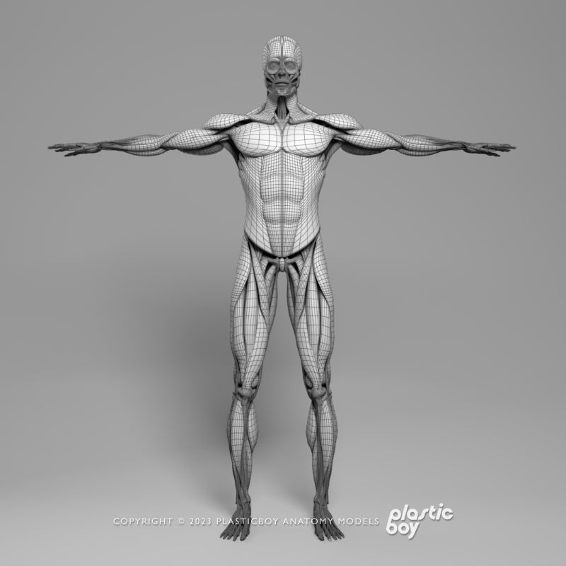 Male Muscular & Skeletal System 3D Model – Plasticboy Anatomy
