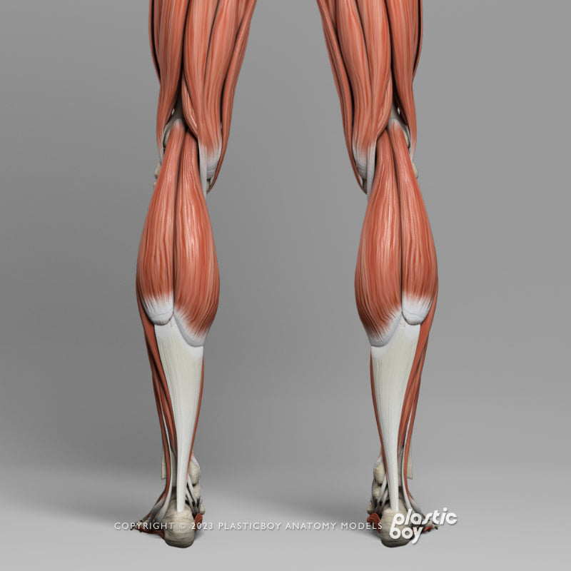 Male Muscular & Skeletal System 3D Model – Plasticboy Anatomy