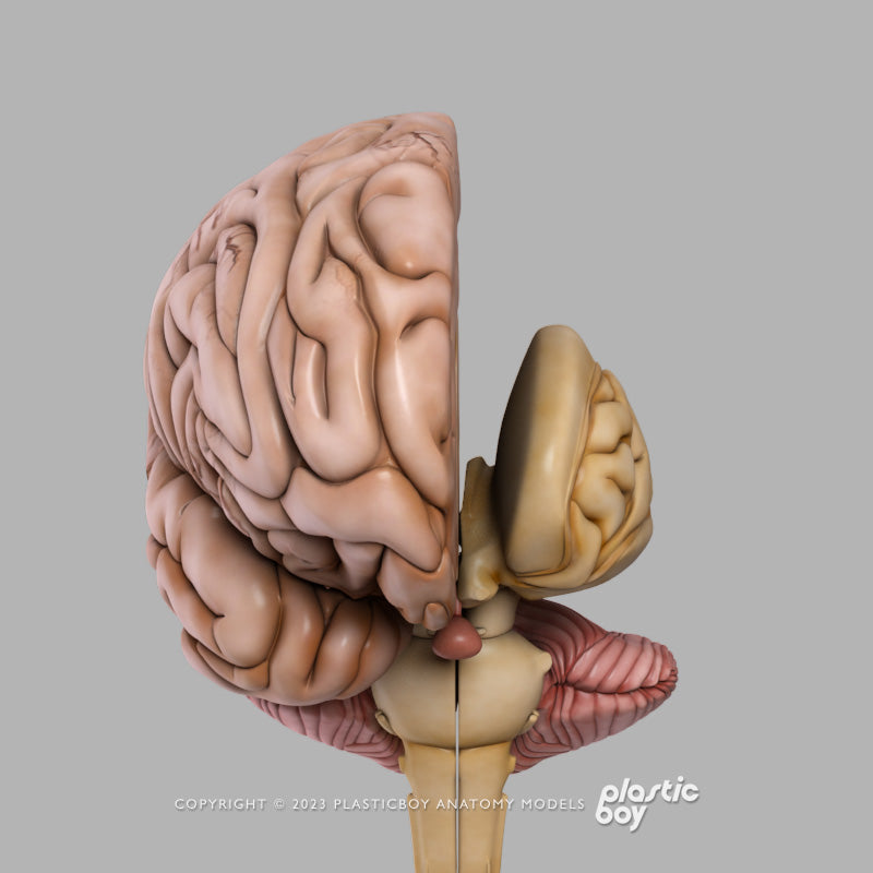 Male Brain 3D Model – Plasticboy Anatomy