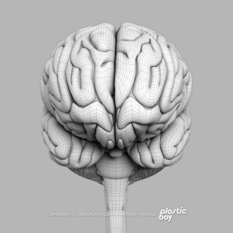 Male Brain 3D Model – Plasticboy Anatomy