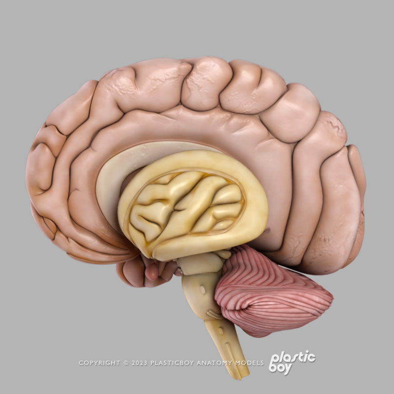 Male Brain 3D Model – Plasticboy Anatomy