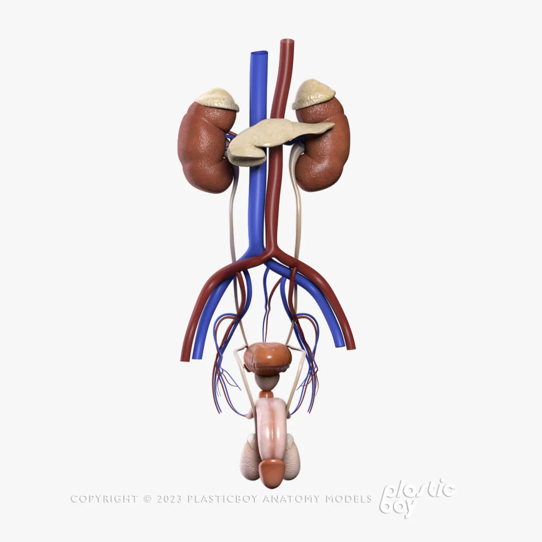 Male Urinary, Reproductive and Endocrine Systems 3D Model – Plasticboy ...