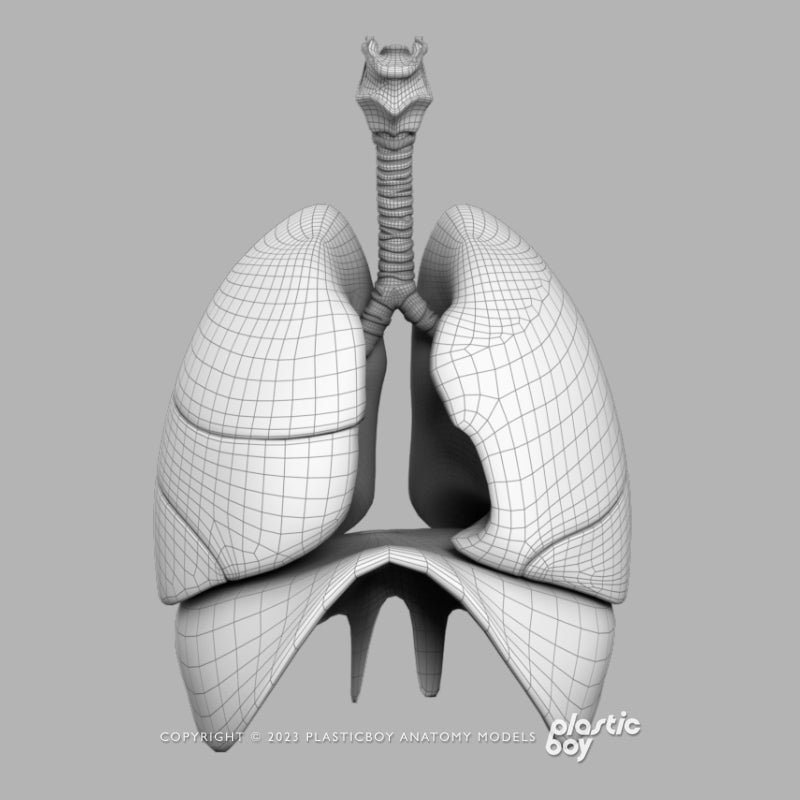 Male Respiratory System 3D Model – Plasticboy Anatomy