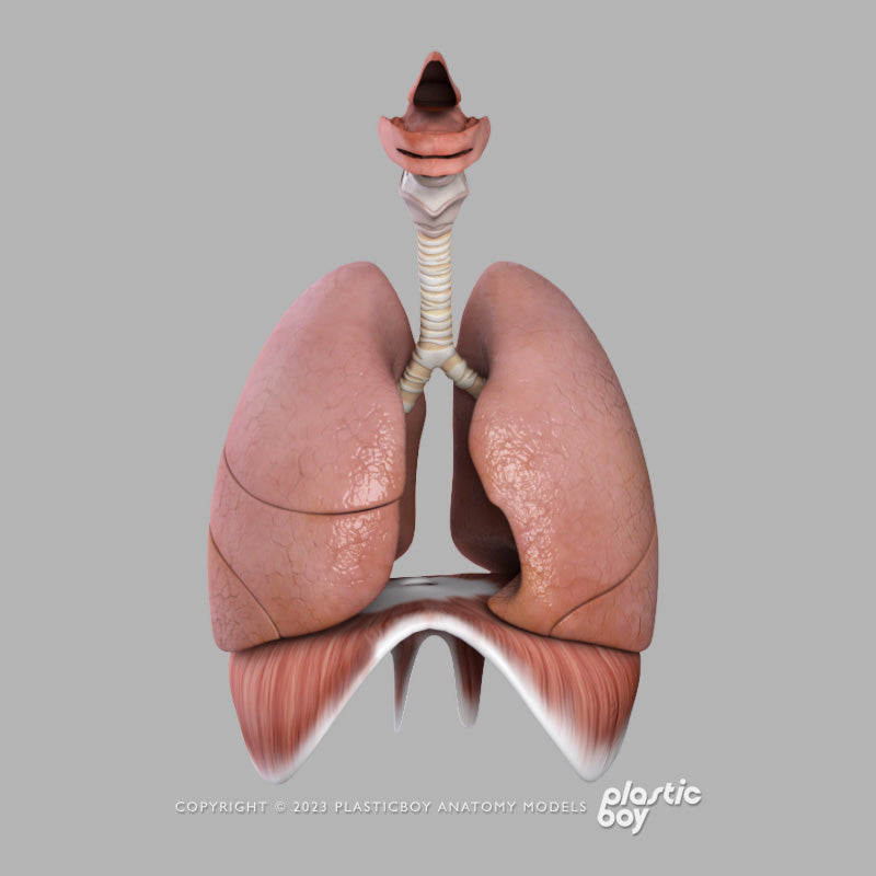 Male Respiratory System 3D Model – Plasticboy Anatomy