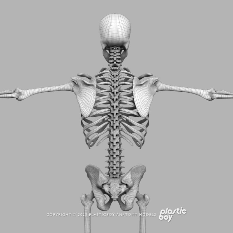 Male Muscular & Skeletal System 3D Model – Plasticboy Anatomy