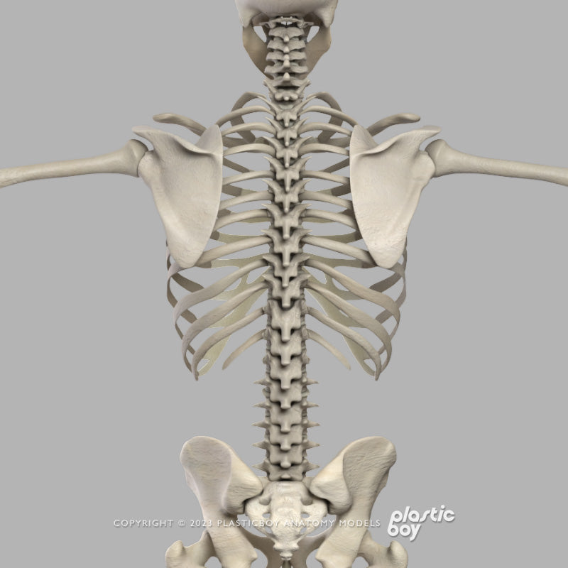 Male Skeletal System 3D Model – Plasticboy Anatomy