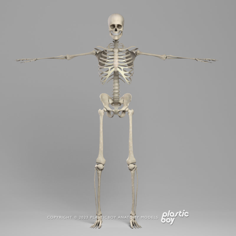 Male Skeletal System 3D Model – Plasticboy Anatomy