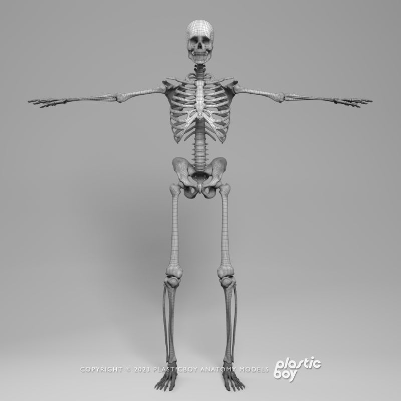 Male Skeletal System 3D Model – Plasticboy Anatomy