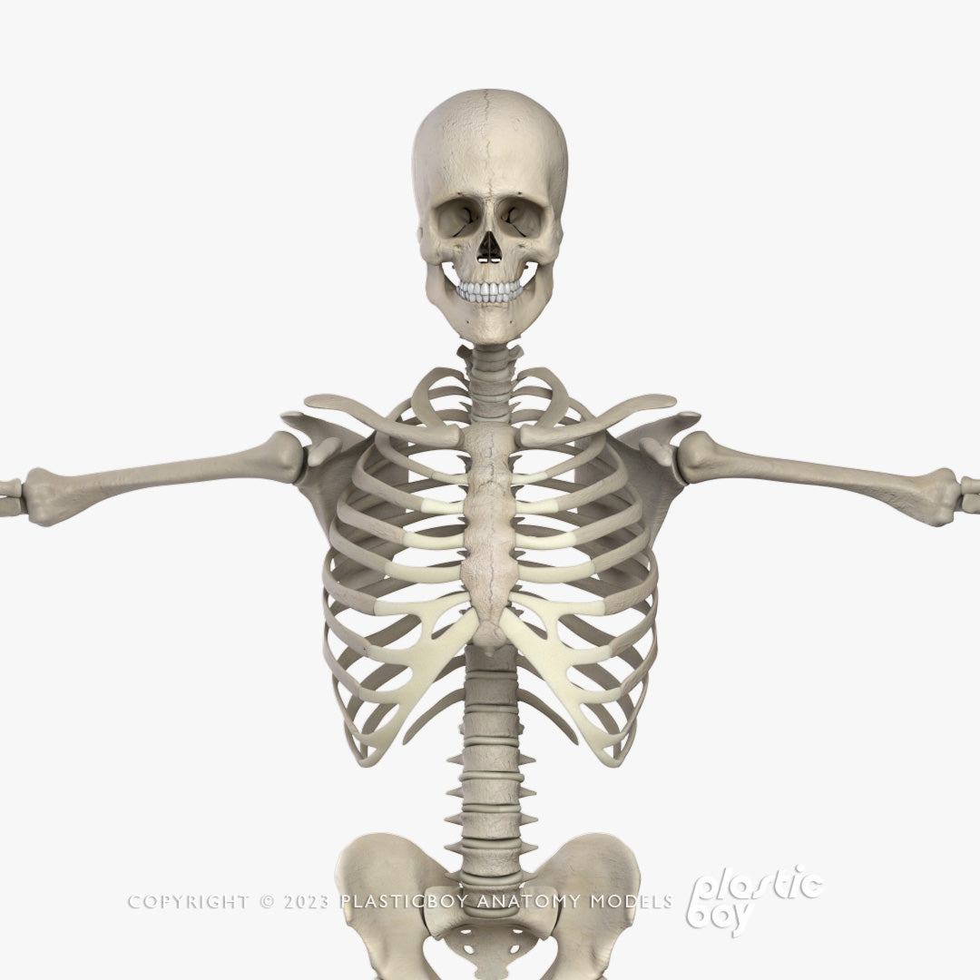 Male Skeletal System 3D Model – Plasticboy Anatomy