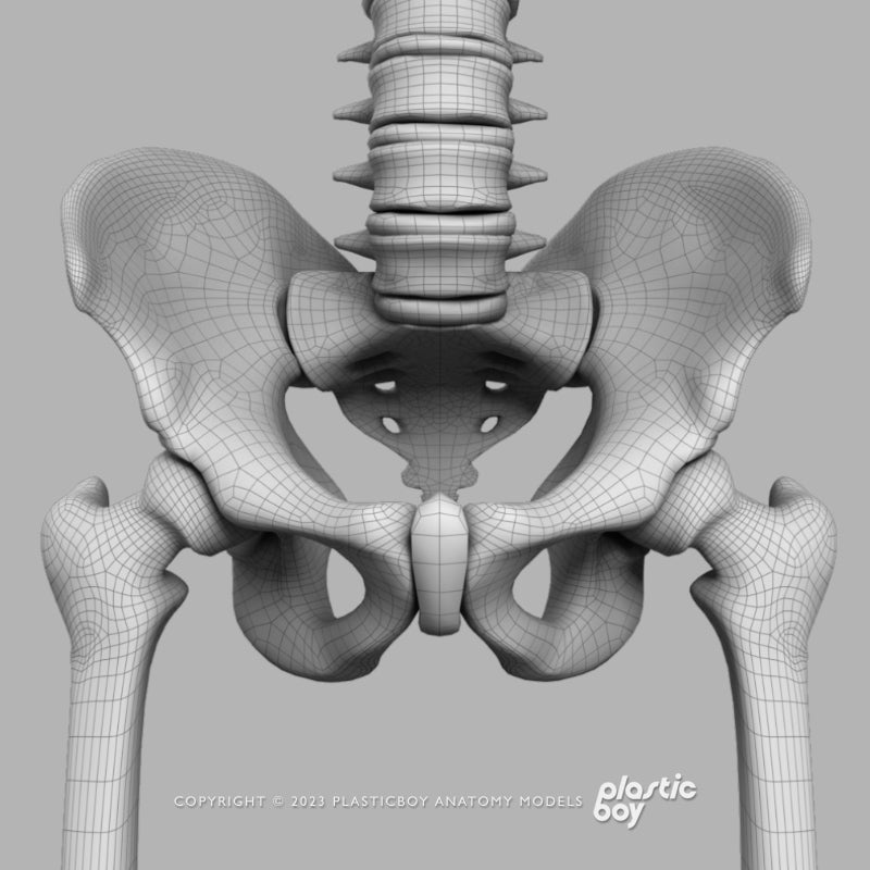 Male Skeletal System 3D Model – Plasticboy Anatomy