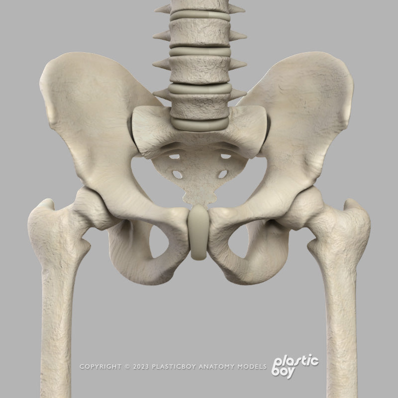 Male Skeletal System 3D Model – Plasticboy Anatomy