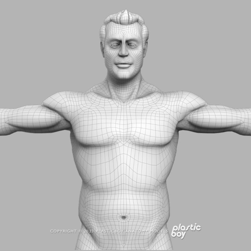 Male Integumentary (Skin) System 3D Model – Plasticboy Anatomy