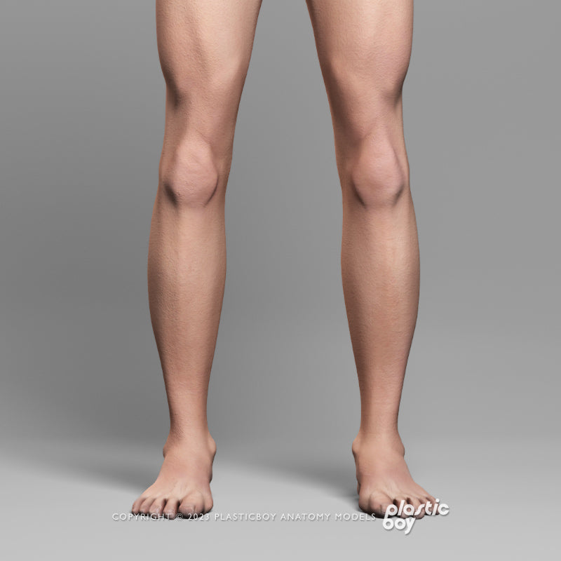 Male Integumentary (Skin) System 3D Model – Plasticboy Anatomy