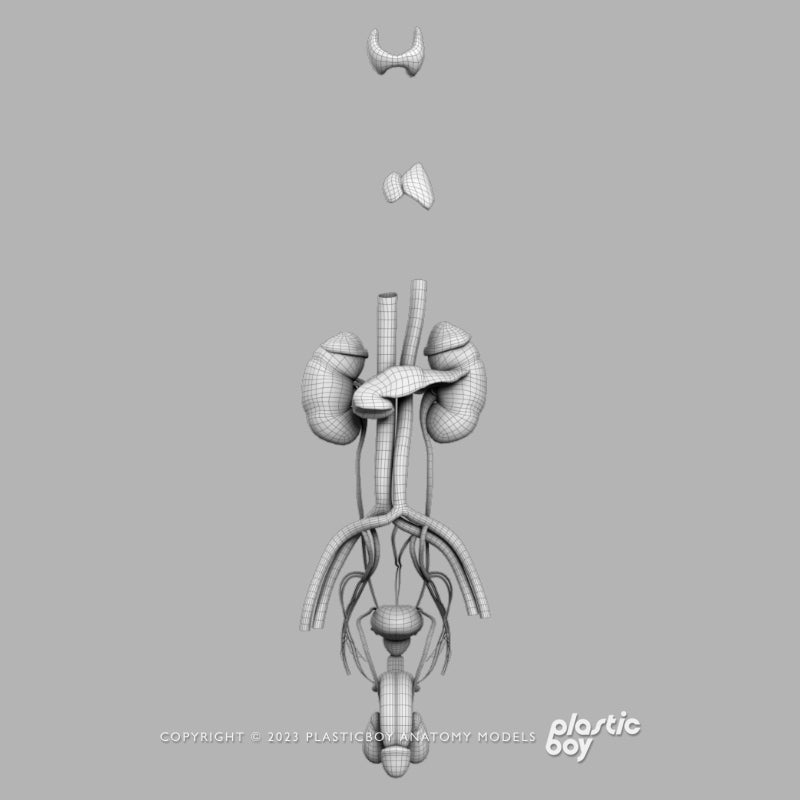 Male Urinary, Reproductive and Endocrine Systems 3D Model – Plasticboy ...