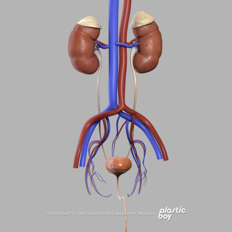 Male Urinary, Reproductive and Endocrine Systems 3D Model – Plasticboy ...